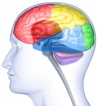 colored-brain - Northern Brain Injury Association | British Columbia
