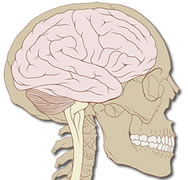 skull-and-brain - Northern Brain Injury Association | British Columbia
