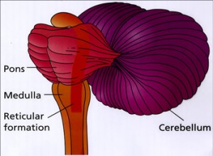 Brain Structure And Function | Brain Injury | British Columbia