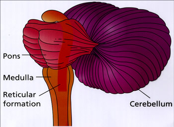 Brain Structure And Function | Brain Injury | British Columbia